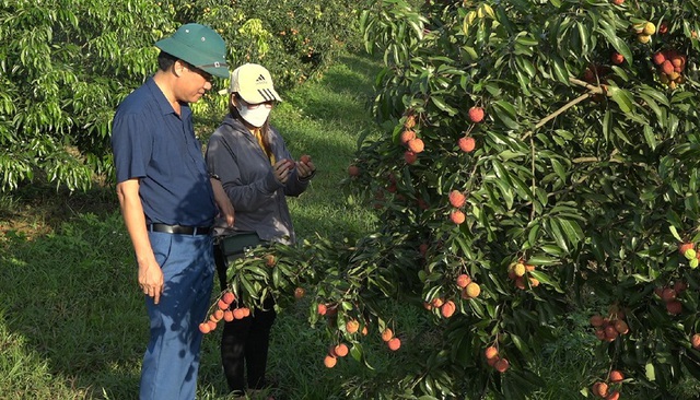 Vietnam’s first batch of lychees arrives in UK - The Saigon Times