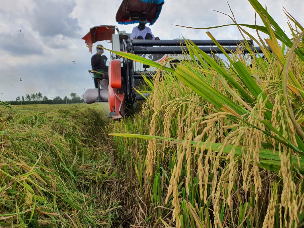 Opportunity for Vietnamese rice - The Saigon Times