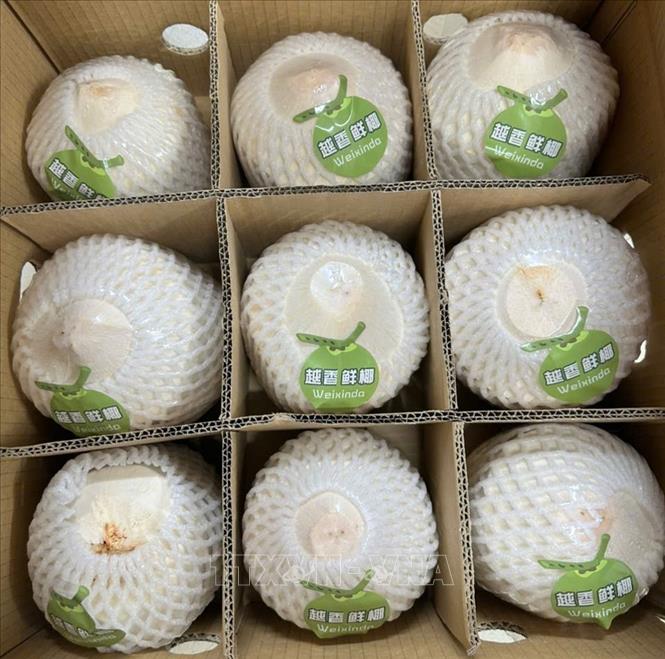 Vietnam exports 22 tons of fresh coconuts to China - The Saigon Times