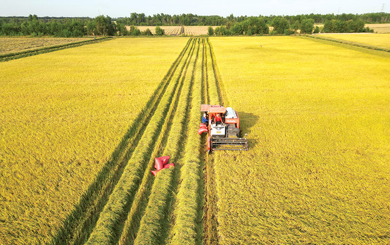 Ca Mau banks on industry, agriculture to boost per capita income - The ...