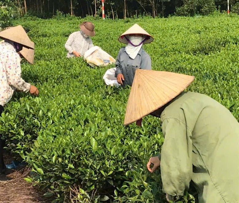 The tea hub aspiration - The Saigon Times