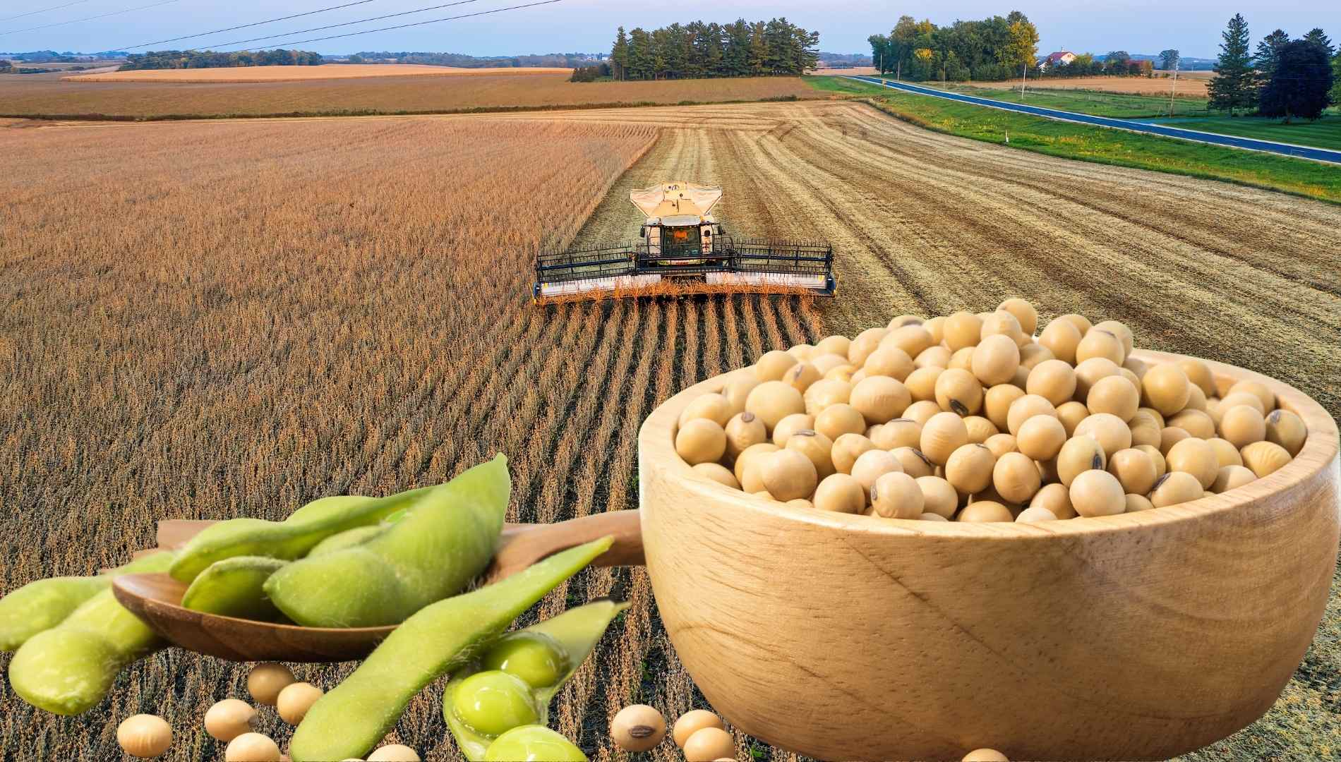 Soybean prices rise to US$401 per ton - The Saigon Times